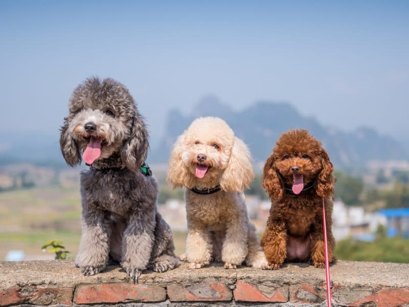 Types of Poodles:everything you need to know - BBCTimes.org